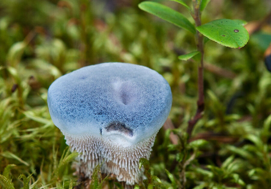 Svampar i kalkbarrskogen vid havet - Upplandsstiftelsen